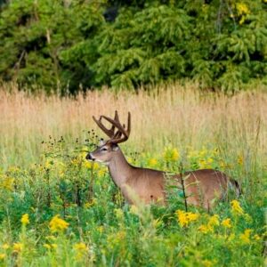 Food Plot Seeds - Pierce Milling Inc.